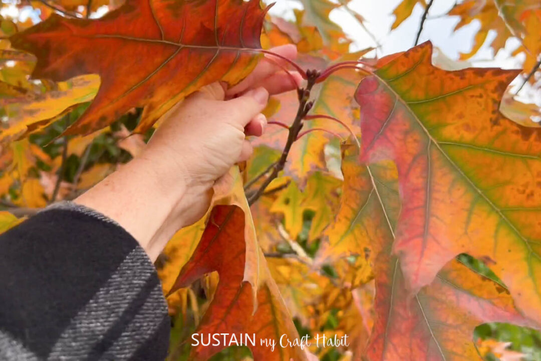 How To Dry Leaves for Crafts [The Easy Way!] – Sustain My Craft Habit