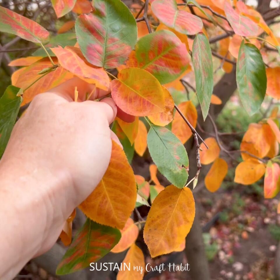 How To Dry Leaves for Crafts [The Easy Way!] – Sustain My Craft Habit