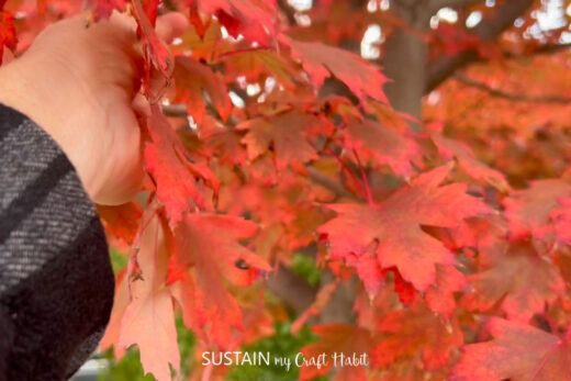 How To Dry Leaves for Crafts [The Easy Way!] – Sustain My Craft Habit