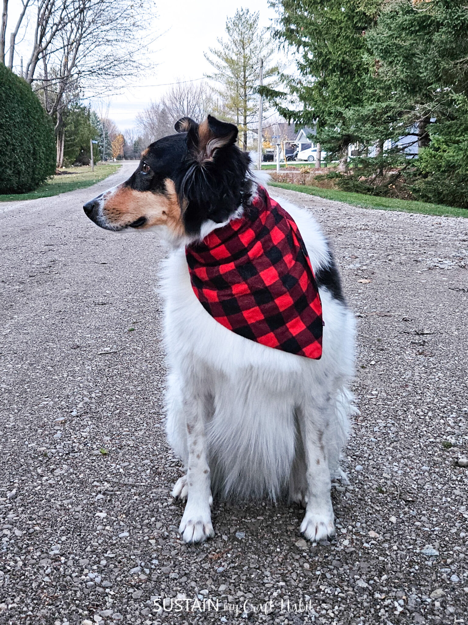 Free Dog Bandana Sewing Pattern for All Sizes – Sustain My Craft Habit